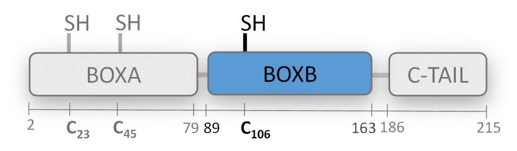 BoxB from HMGB1, human & mouse - HMGB1 Recombinant Human Protein